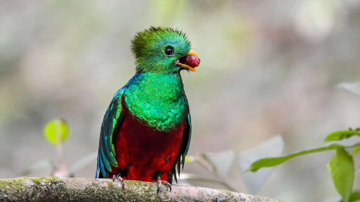 The Significance of Birds in Ancient Mayan Art